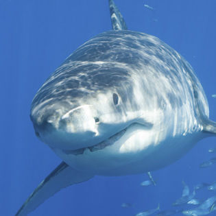 Great White Shark 2 Facebook Cover - Animals