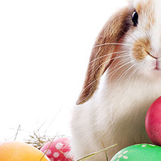 White Brown Easter Bunny Eggs Facebook Cover - Animals