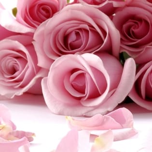 Speactacular Pink Rose Bunch with Petals Facebook Cover - Nature