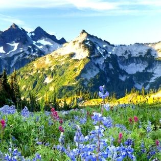 Spring Flowers Mountain Meadow Facebook Cover - Nature