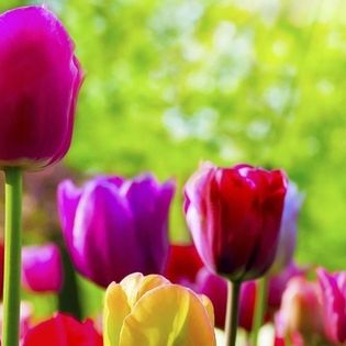 Spring Rainbow Color Tulips Flowers Facebook Cover - Nature